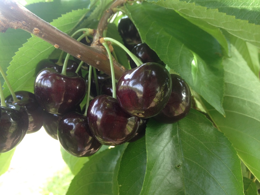 Stars of the Show | Global Fruit